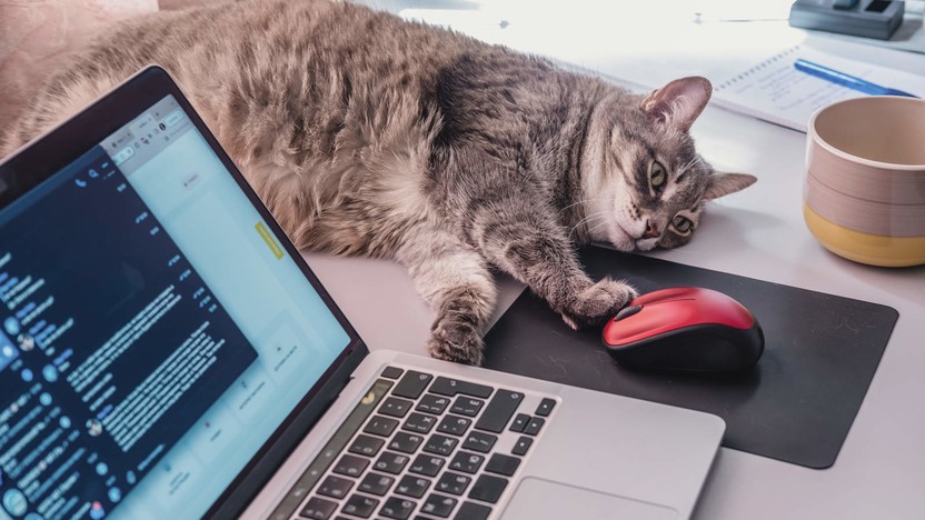 A legjobb vezeték nélküli, gamer és ergonomikus egerek (2024)